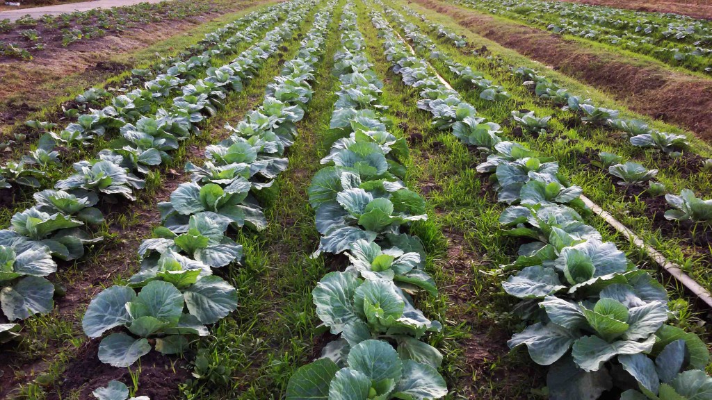 Crop Farm 1 Guyana School Of Agriculture Crop Farm 1 Guyana School Of Agriculture